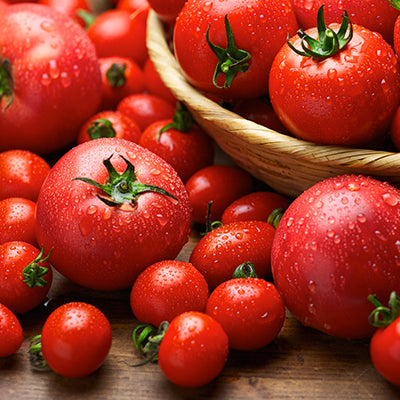 Quality Seeds Since 1881 - Stokes Seeds – Stokes Seeds, Limited