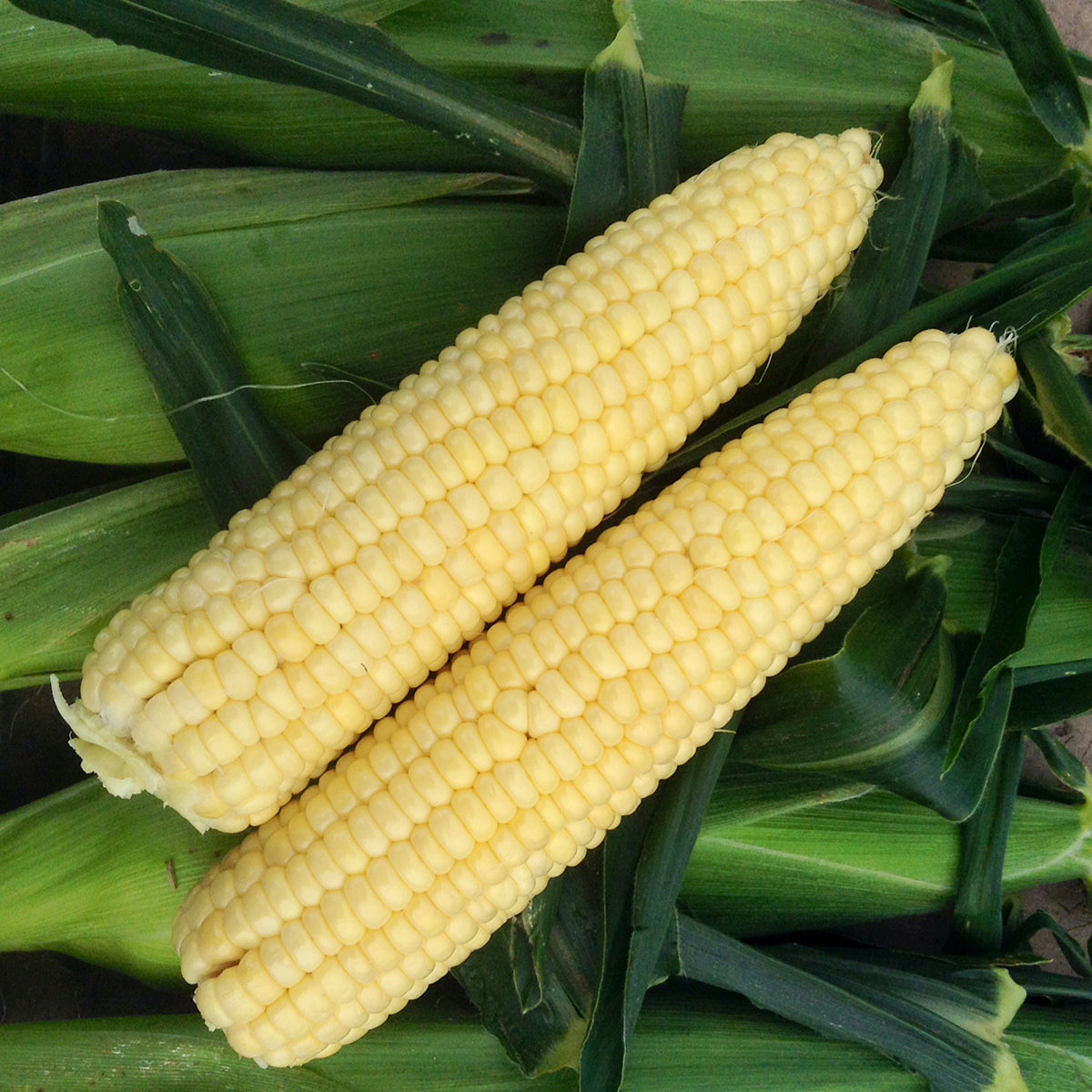 Cafe Yellow Synergistic Corn Seeds – High Yield | Stokes Seeds – Stokes ...