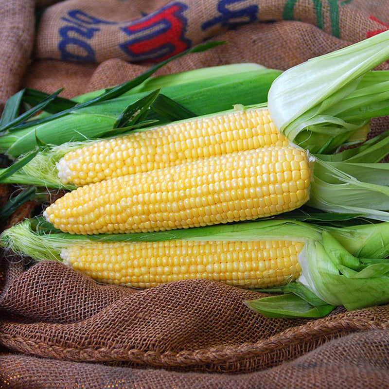 Gold Standard Corn Sweet Seeds – High Performance Hybrid | Stokes Seeds ...