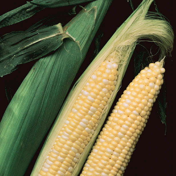 Temptation Corn Sweet Seeds – High Performance Hybrid | Stokes Seeds ...