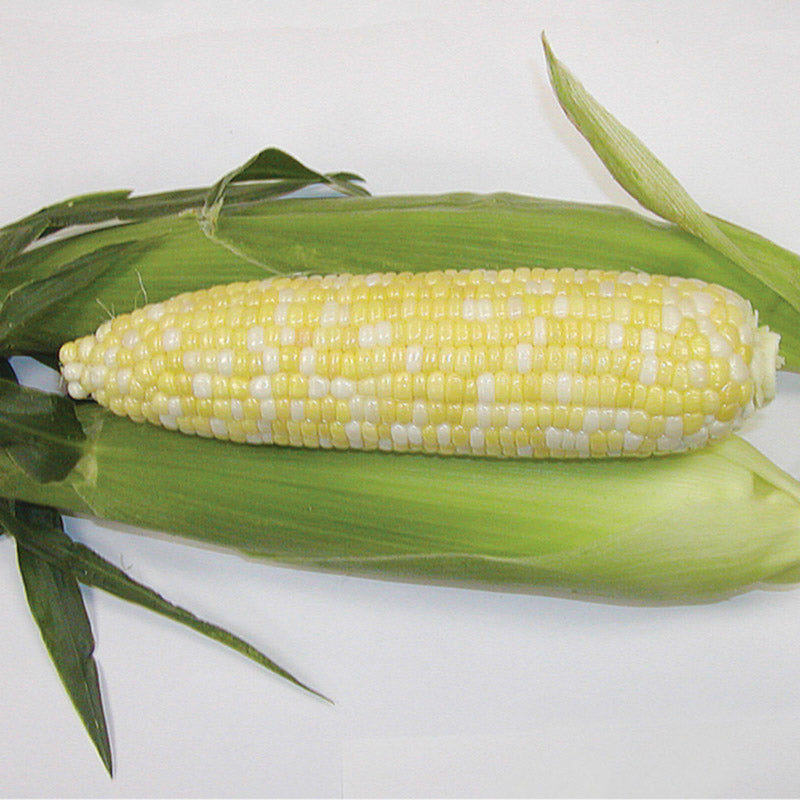 Montauk Corn Sweet Seeds – High Performance Hybrid | Stokes Seeds ...
