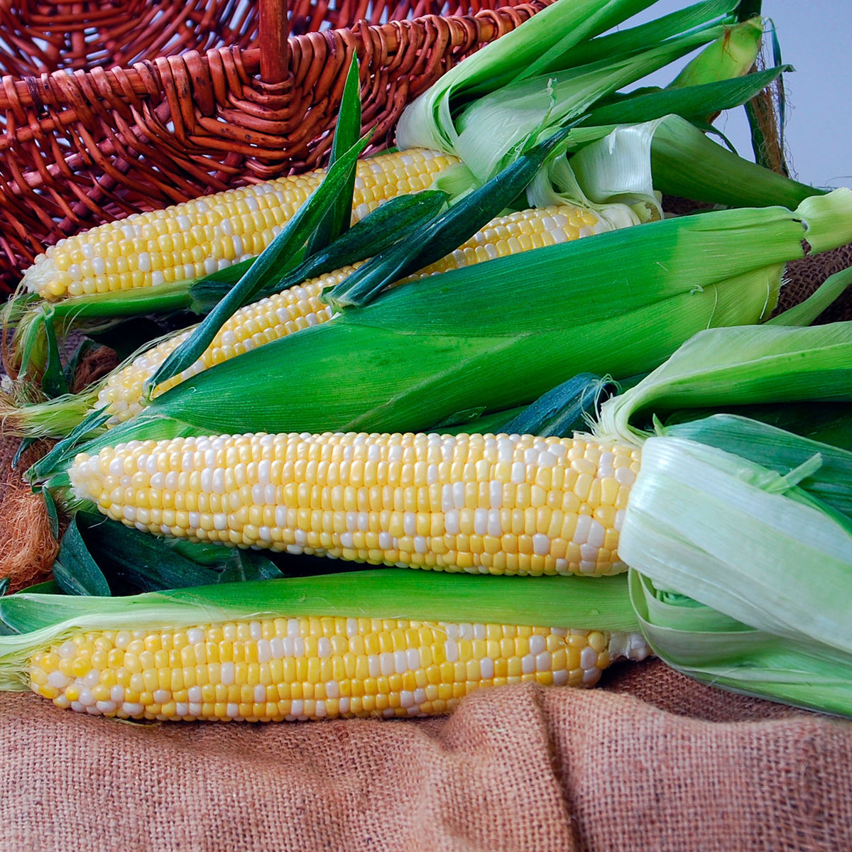 Nectar Corn Sweet Synergistic Seeds – High Performance Hybrid | Stokes ...