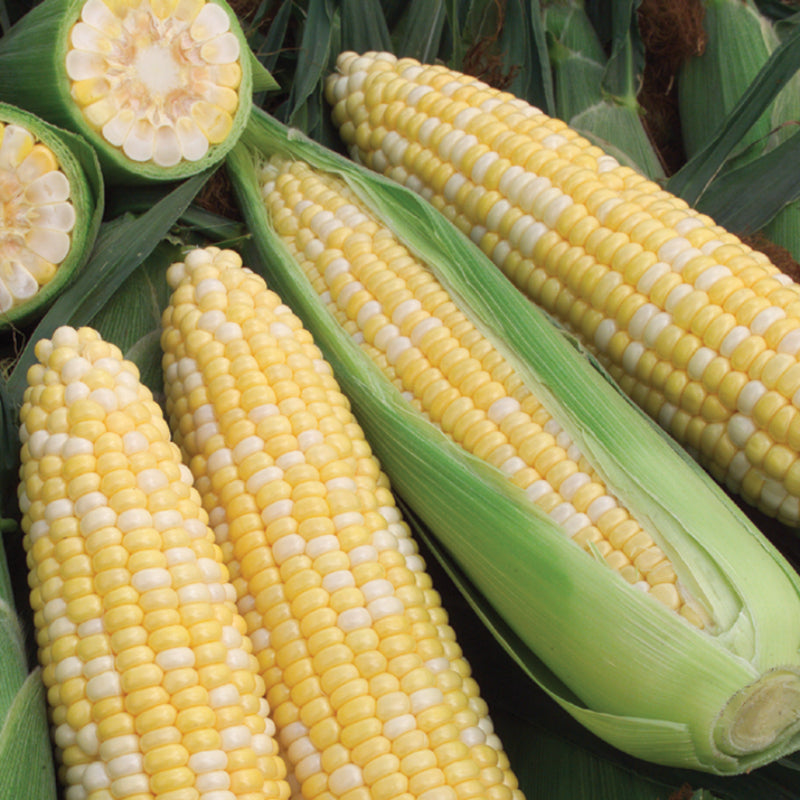Obsession Corn Sweet Seeds – High Performance Hybrid | Stokes Seeds ...