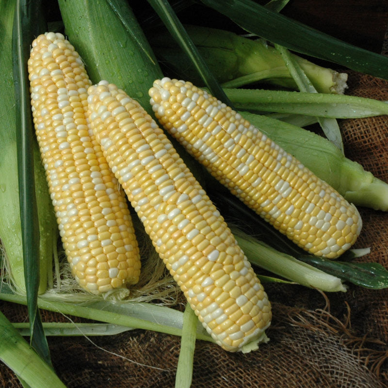 Hero XR Corn Gourmet Sweet Brand Seeds – High Performance Hybrid ...