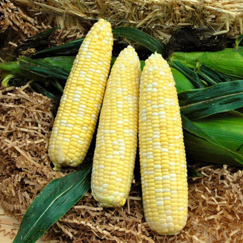 Signature XR Corn Gourmet Sweet Brand Seeds – High Performance Hybrid ...