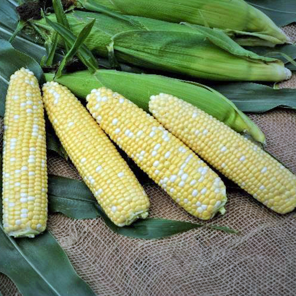 Cadence XR Corn Gourmet Sweet Brand Seeds – High Performance Hybrid ...