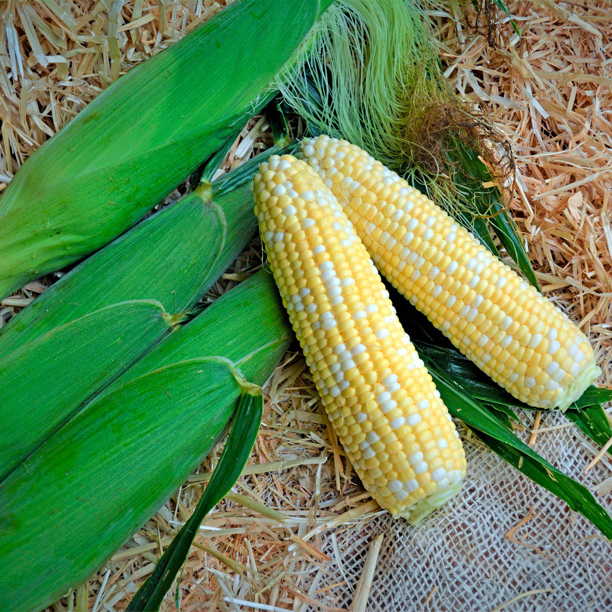 Stamina MXR Corn Gourmet Sweet Brand Seeds – Disease Resistant Hybrid ...