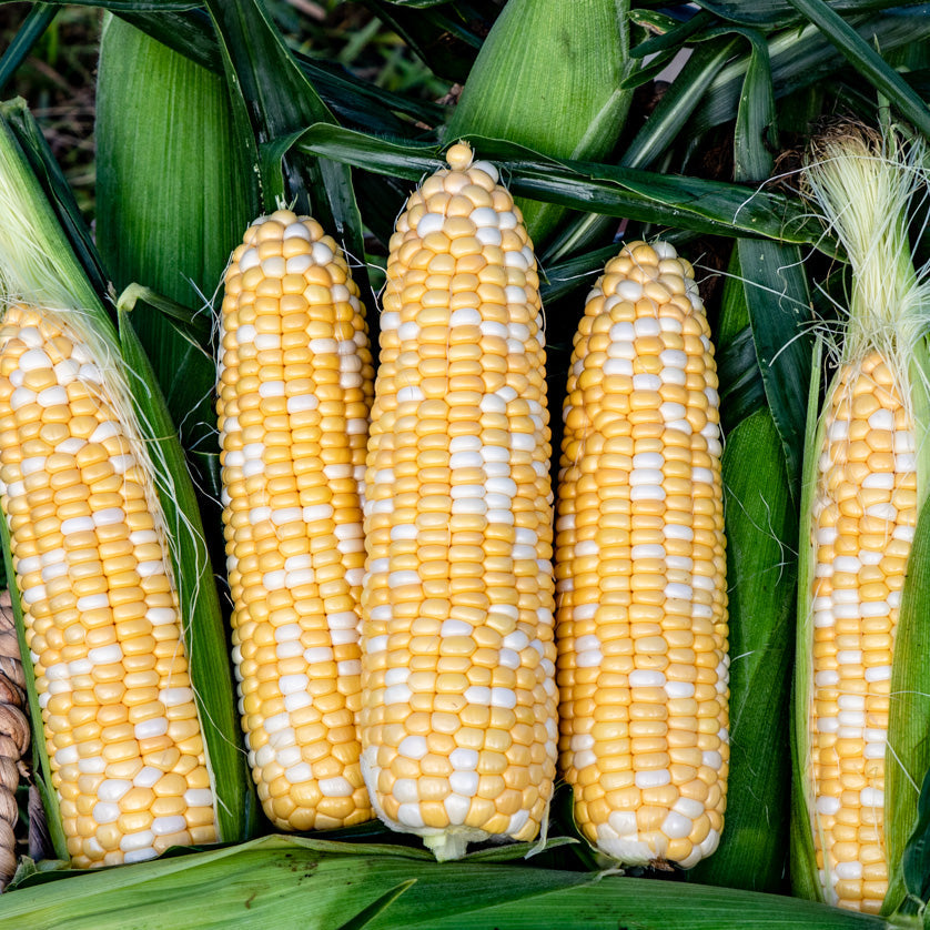 Venture MXR Corn Gourmet Sweet Brand Seeds – High Performance Hybrid ...