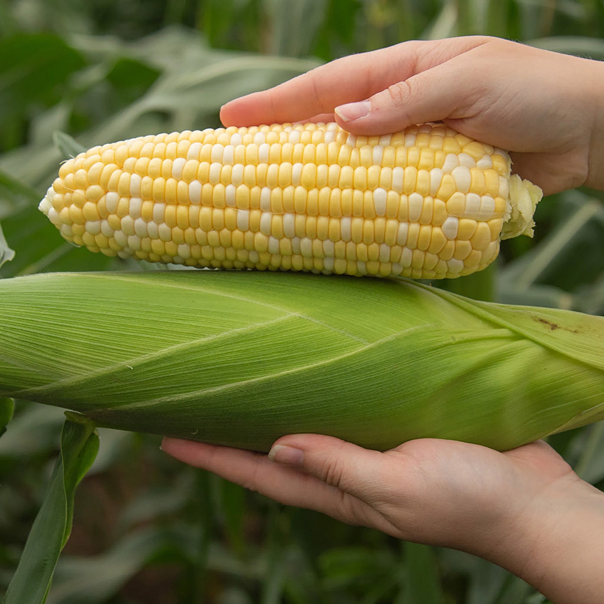 Spritz Corn Sweet Seeds – High Performance Hybrid | Stokes Seeds ...