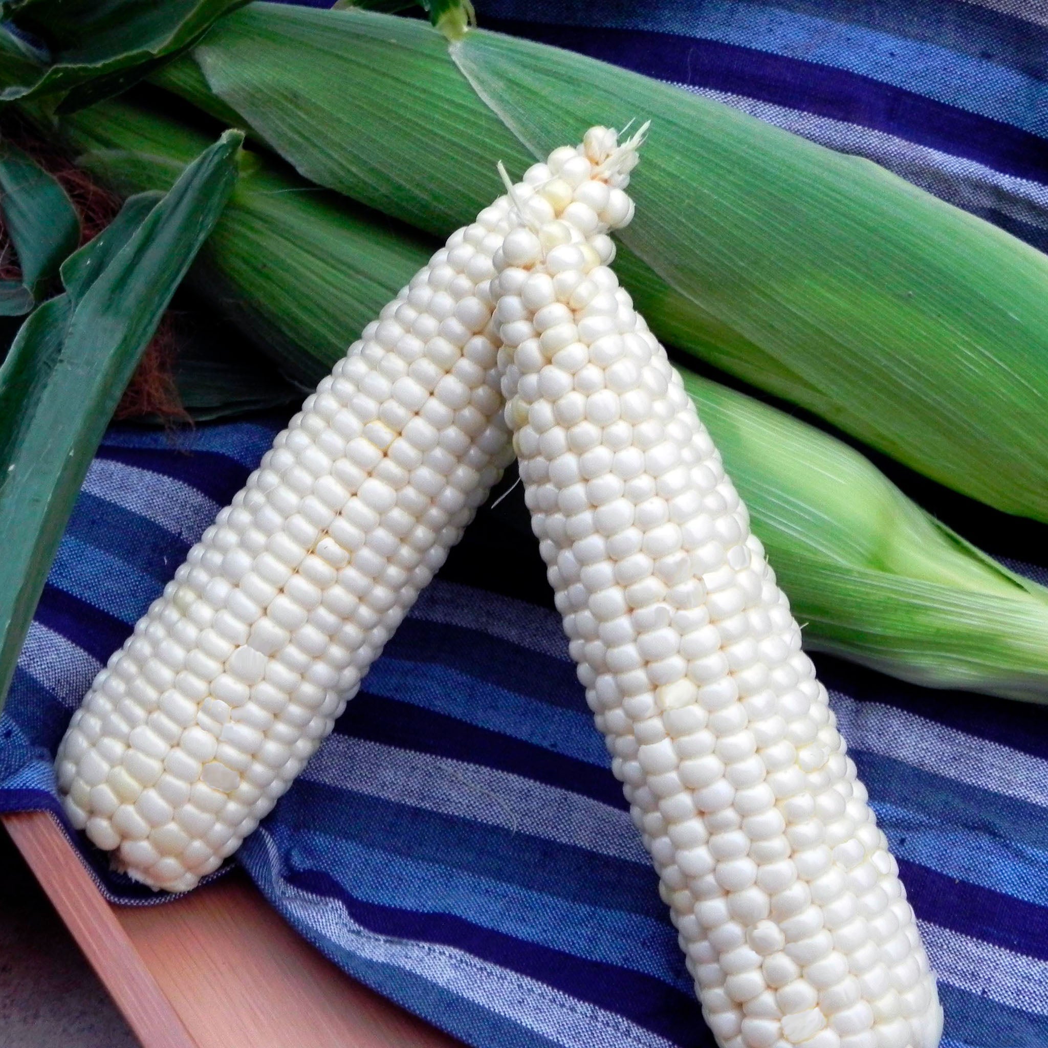 Illusion Corn Sweet Seeds – High Performance Hybrid | Stokes Seeds ...