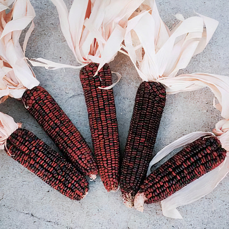 Bloody Butcher Ornamental Corn Seeds – Commercial Grade | Stokes Seeds ...