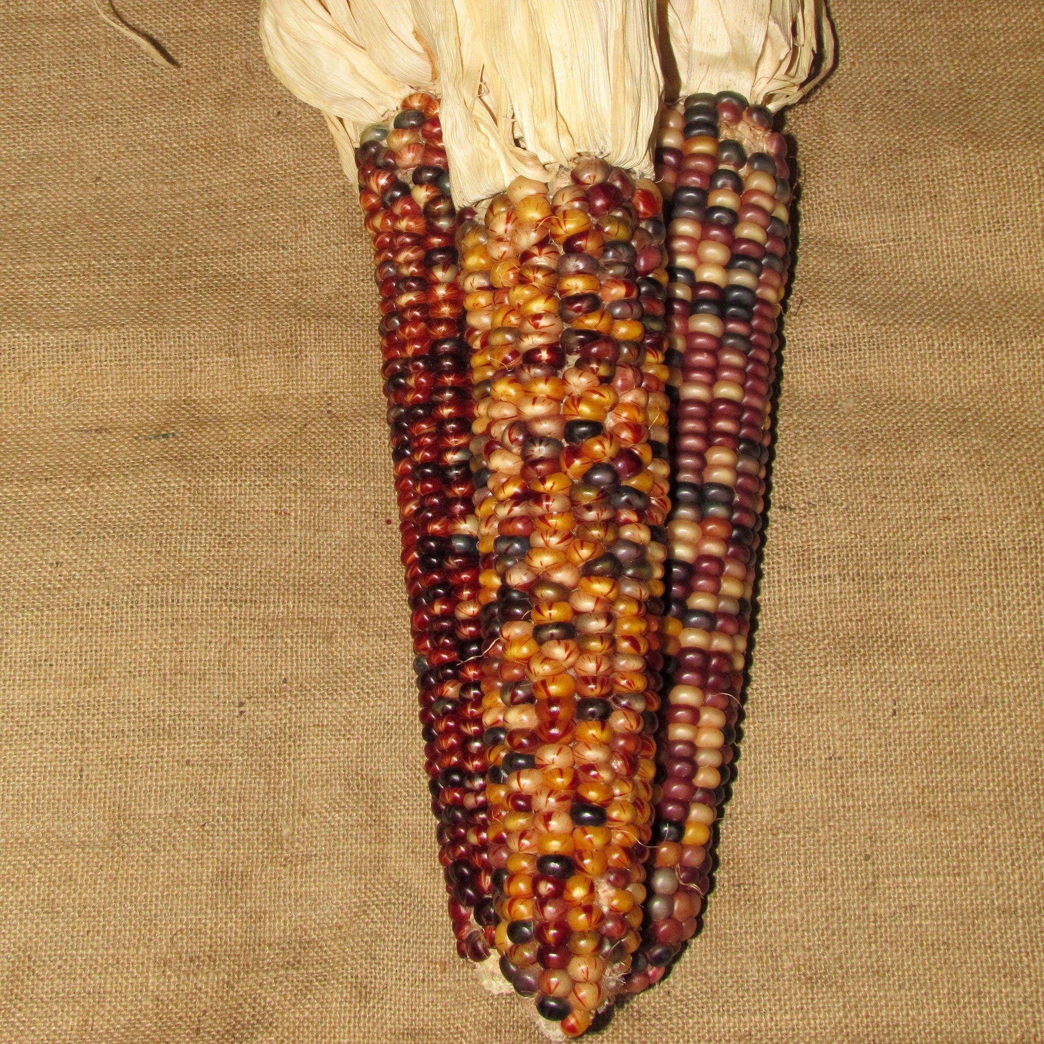 Gorgeous Indian Ornamental Corn Seeds – Commercial Grade | Stokes Seeds ...