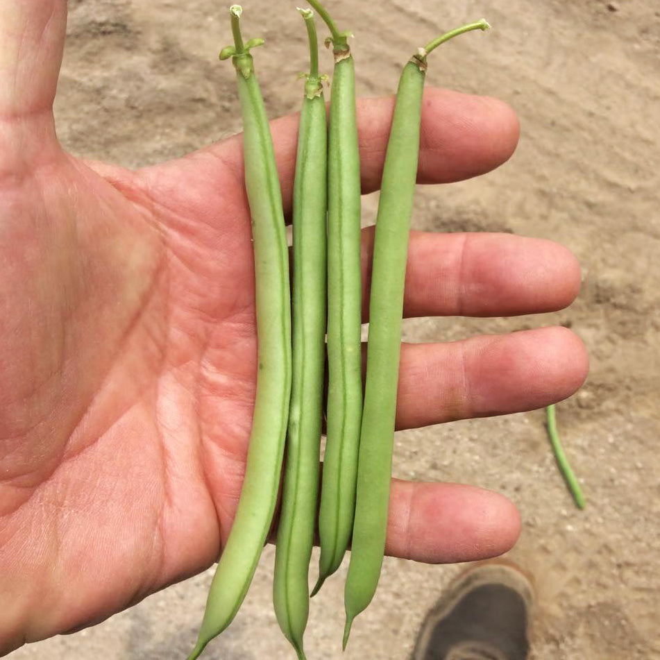 Strike Green Bush Bean Seeds – High Yield | Stokes Seeds – Stokes Seeds ...