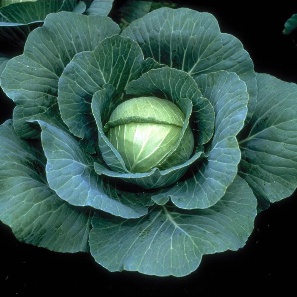 Charmant Cabbage Seeds – High Performance Hybrid | Stokes Seeds ...