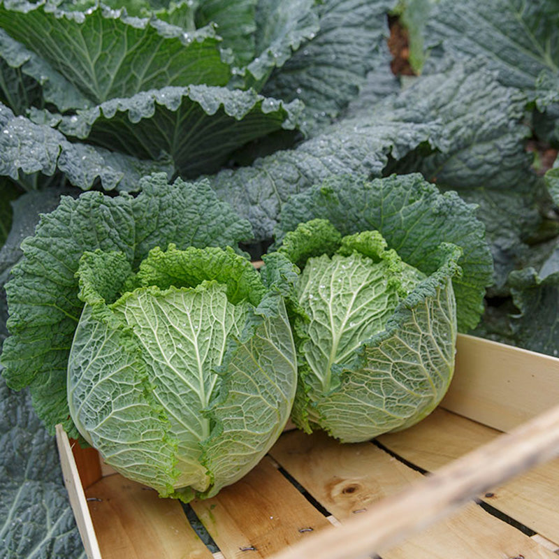 Madlene Cabbage Seeds – High Performance Hybrid | Stokes Seeds – Stokes ...