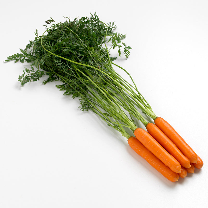 Romance Carrot Seeds – High Performance Hybrid | Stokes Seeds – Stokes ...