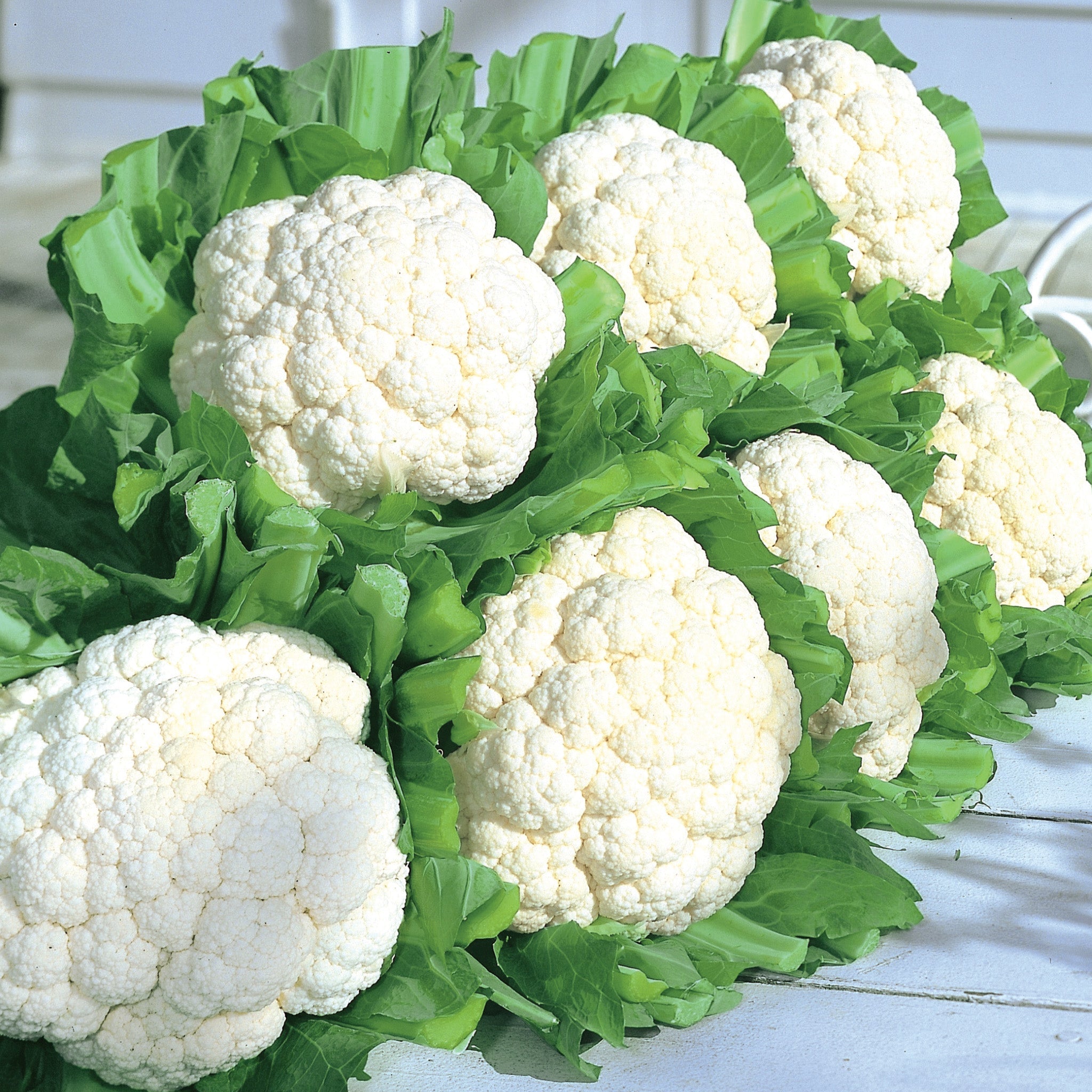 Snow Crown Cauliflower Seeds – High Performance Hybrid | Stokes Seeds ...