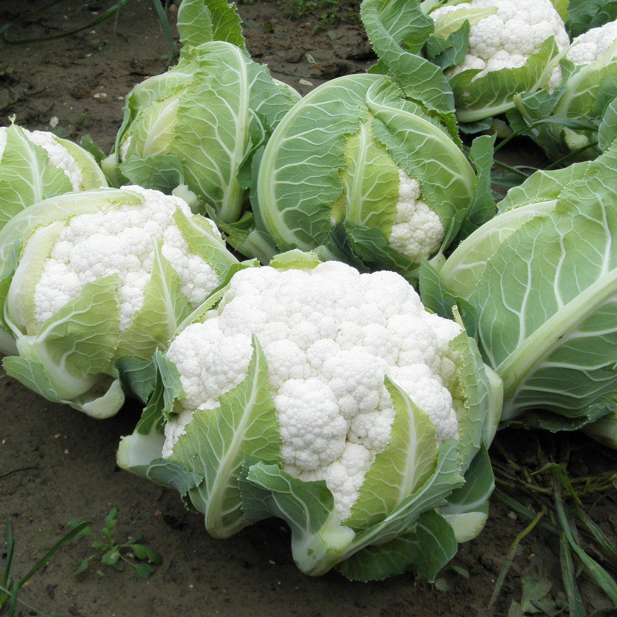 Aquarius Cauliflower Seeds – High Performance Hybrid | Stokes Seeds ...