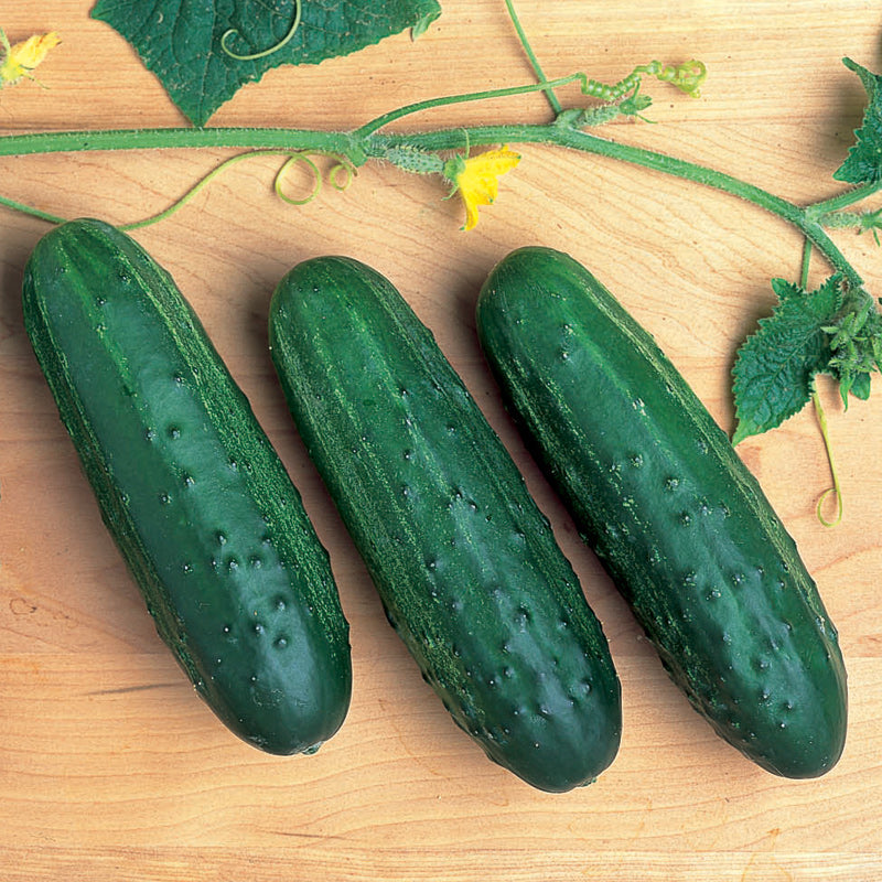 Cross Country Cucumber Seeds – High Performance Hybrid | Stokes Seeds ...