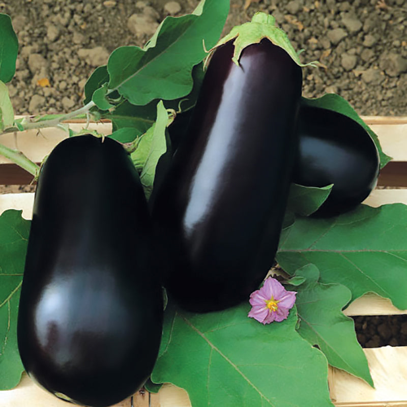 Nadia Untreated Eggplant Hybrid – Stokes Seeds