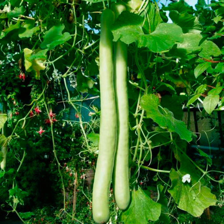 Cucuzzi Italian Or Snake Gourds Seeds – Untreated Seed | Stokes Seeds ...