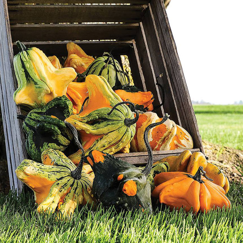 Large Gizmo Gourd Seeds – Commercial Grade | Stokes Seeds – Stokes ...