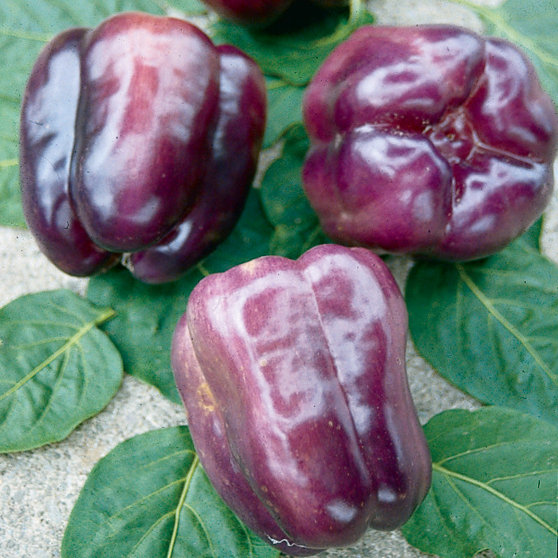 Blue Jay Sweet Pepper Seeds – High Performance Hybrid | Stokes Seeds ...