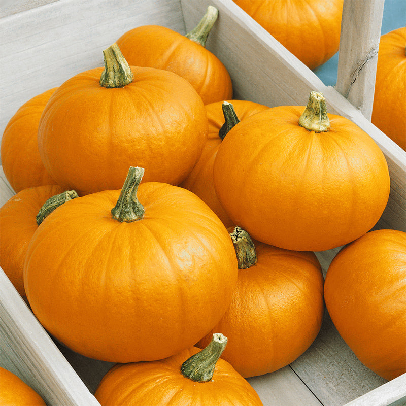 Small Sugar Pumpkin Seeds – Commercial Grade | Stokes Seeds – Stokes ...
