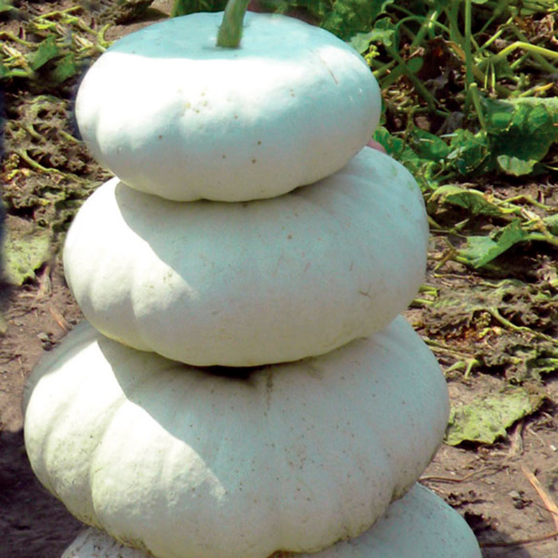 Flat White Boer Ford Pumpkin Seeds – Commercial Grade | Stokes Seeds ...