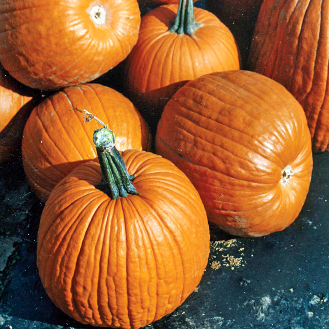Howden Pumpkin Seeds – Disease Resistant | Stokes Seeds – Stokes Seeds ...