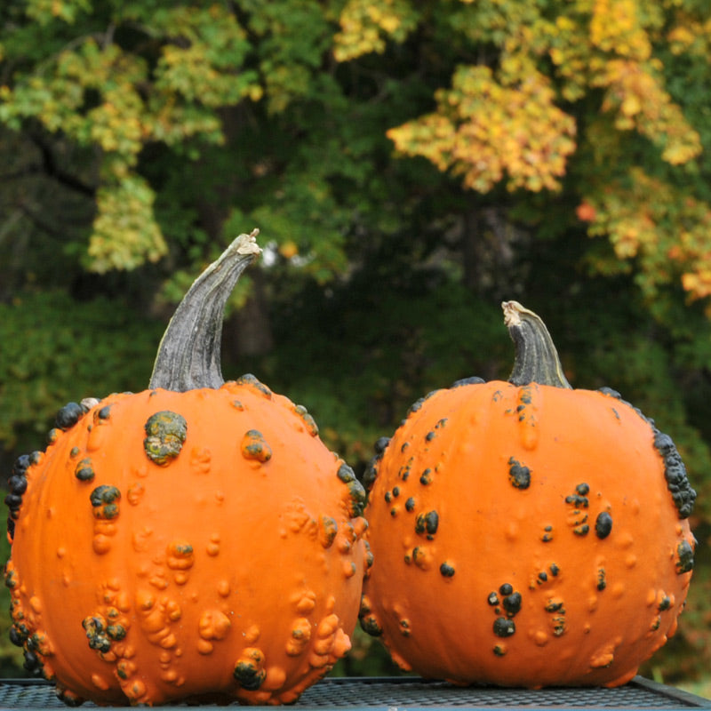 Baby Bumps Pumpkin Seeds – High Yield Hybrid | Stokes Seeds – Stokes ...