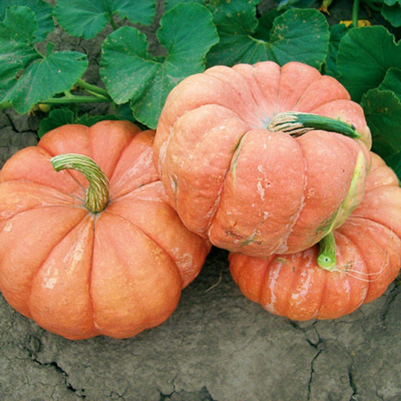 Indian Doll Pumpkin Seeds – High Performance Hybrid | Stokes Seeds ...