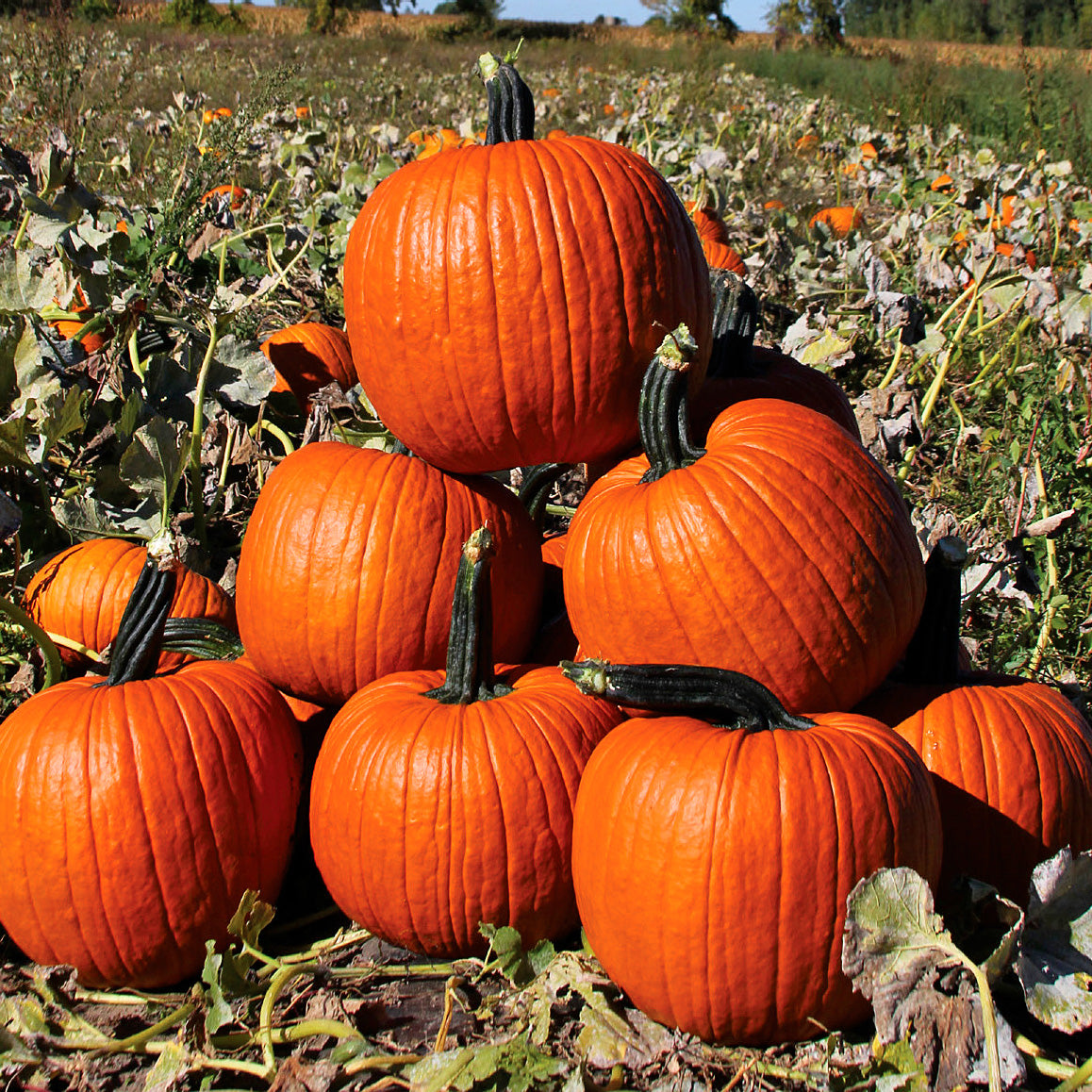 Cronus Pumpkin Seeds – High Performance Hybrid | Stokes Seeds – Stokes ...