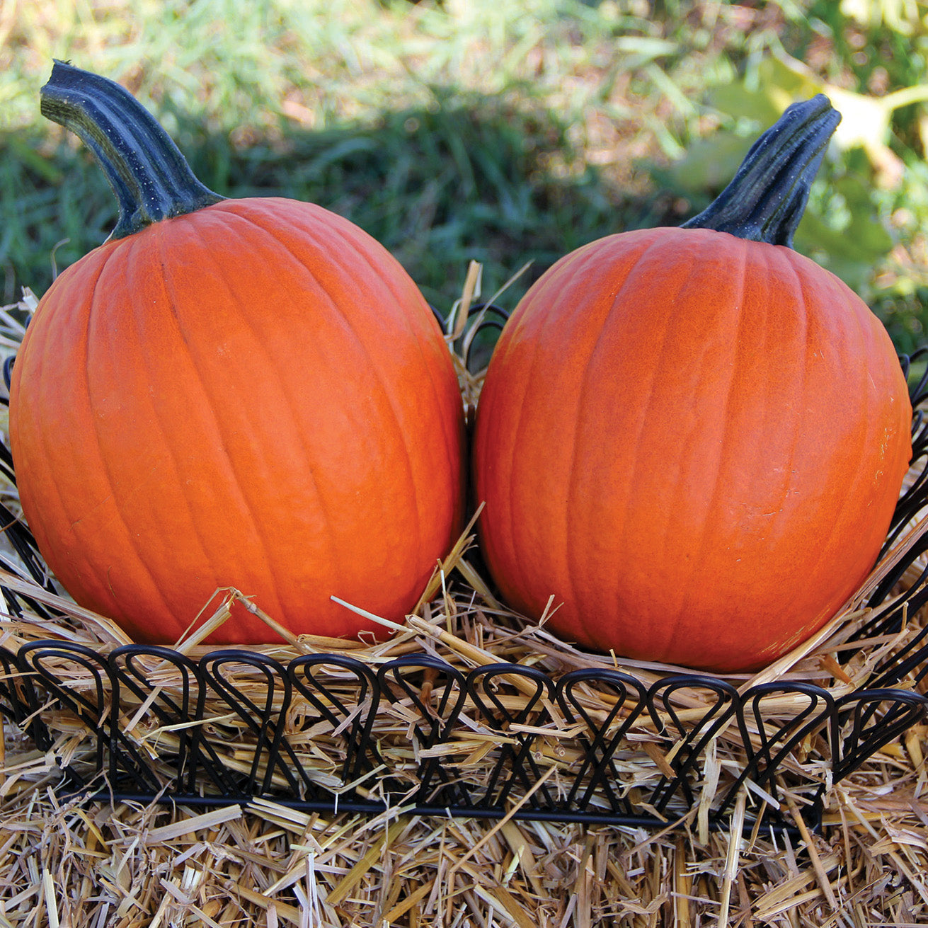 Mischief Pumpkin Seeds – High Yield Hybrid | Stokes Seeds – Stokes ...