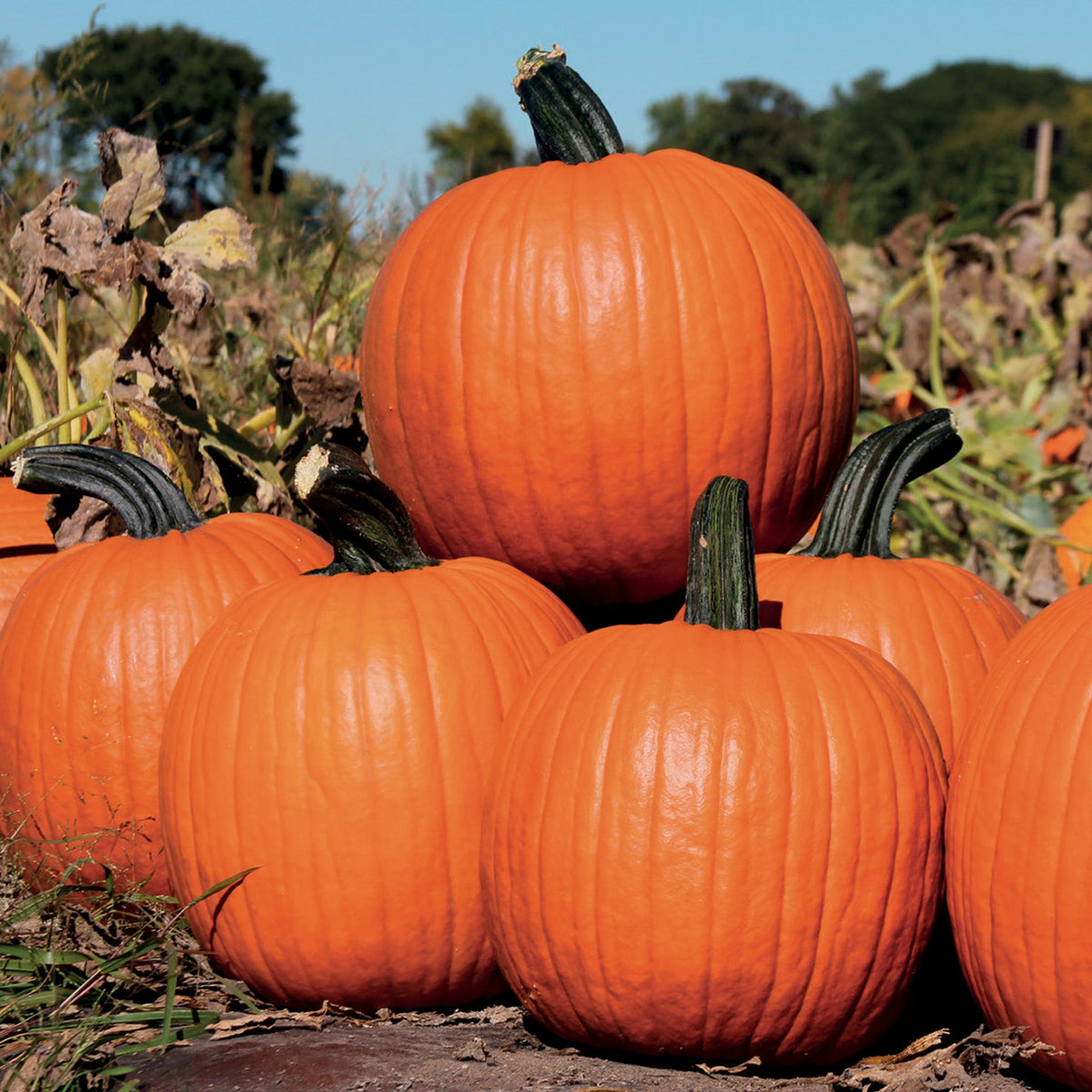 Zeus Pumpkin Seeds – High Performance Hybrid | Stokes Seeds – Stokes ...