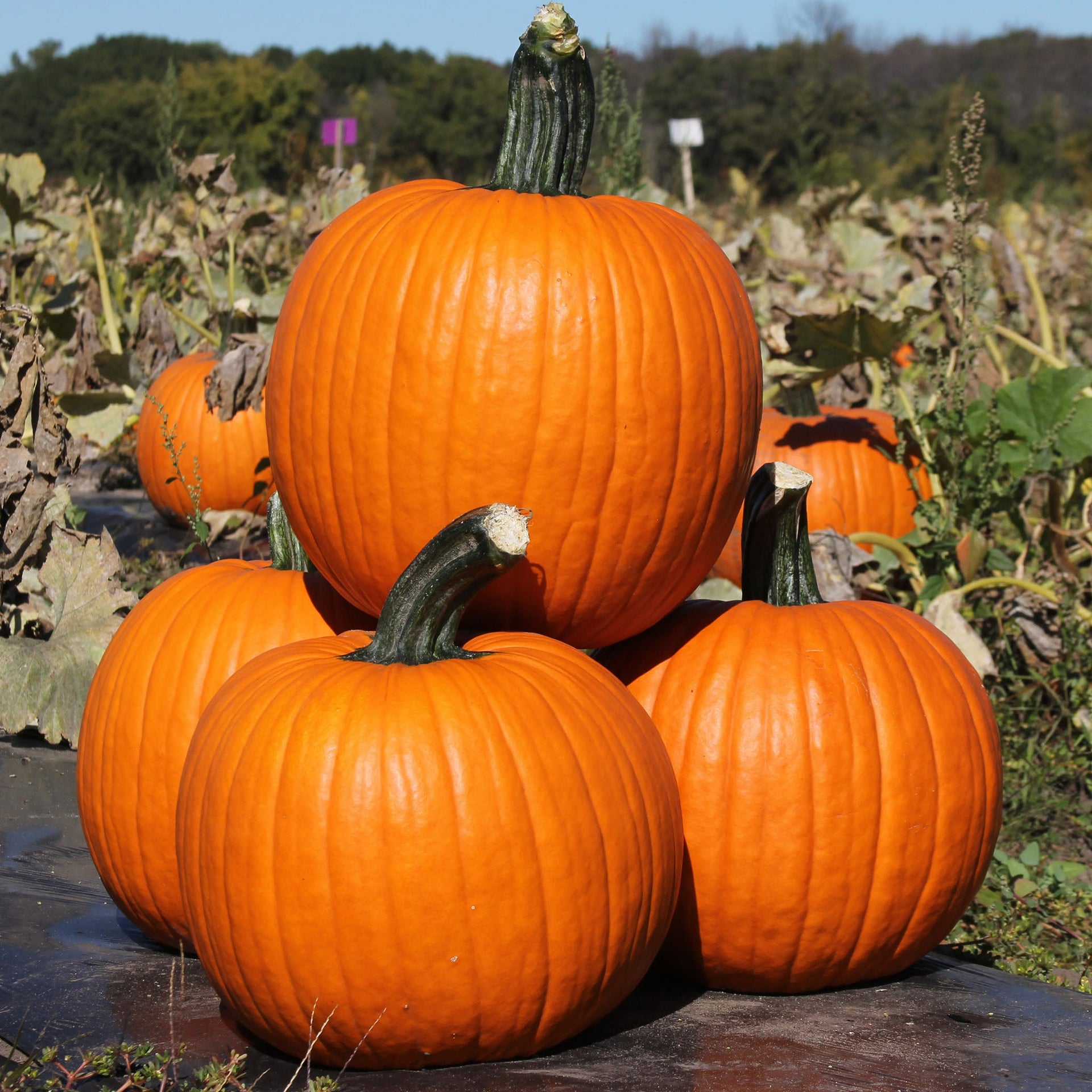 Kratos Pumpkin Seeds – High Yield Hybrid | Stokes Seeds – Stokes Seeds ...