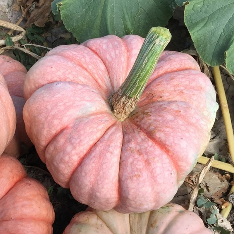 Porcelain Princess Pumpkin Seeds – High Performance Hybrid | Stokes ...
