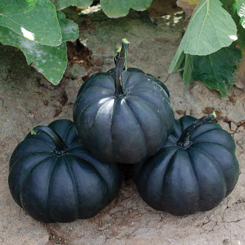 Midnight Pumpkin Seeds – High Performance Hybrid | Stokes Seeds ...