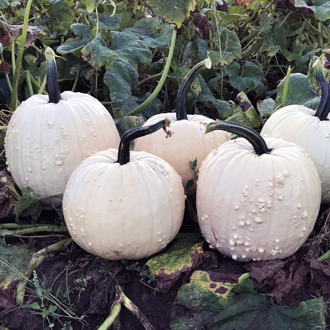 Specter Pumpkin Seeds – High Yield Hybrid | Stokes Seeds – Stokes Seeds ...