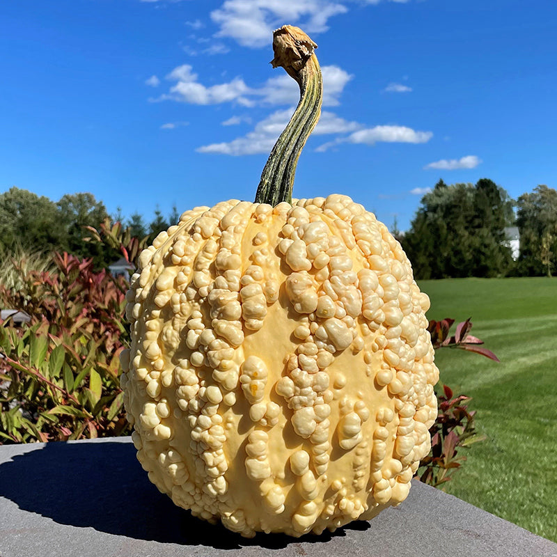 Popcorn Pumpkin Seeds – High Performance Hybrid | Stokes Seeds – Stokes ...