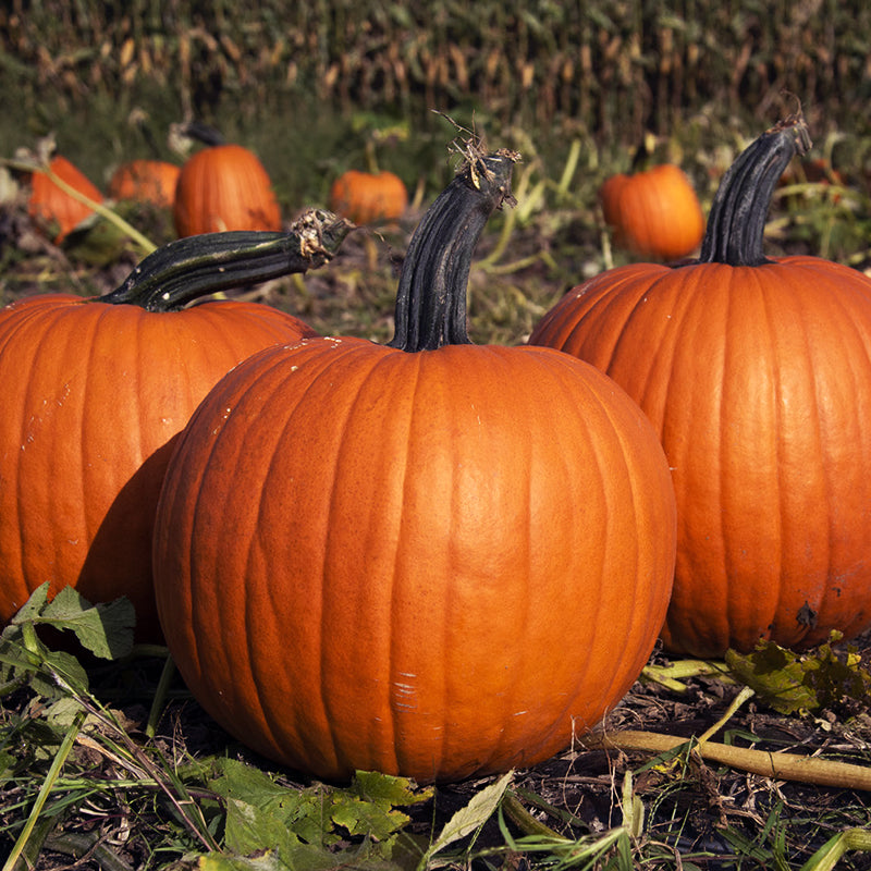 Olympus Pumpkin Seeds – High Performance Hybrid | Stokes Seeds – Stokes ...
