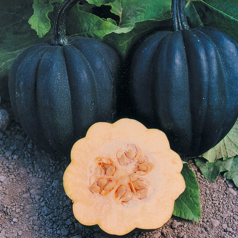 Autumn Delight Squash Hybrid – Stokes Seeds