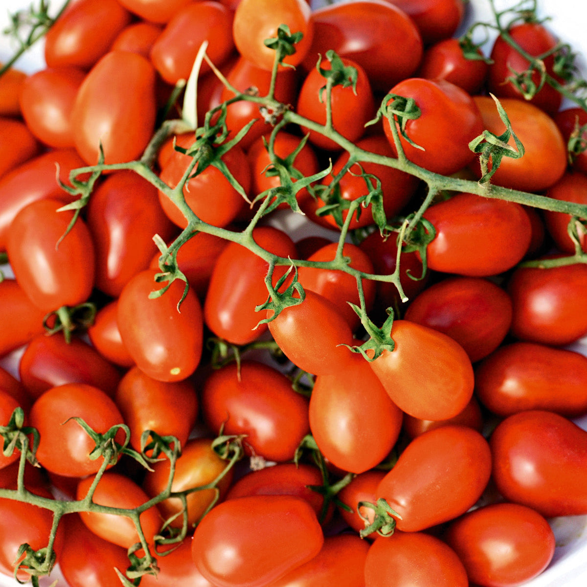Smarty Pelleted Tomato Hybrid – Stokes Seeds, Limited