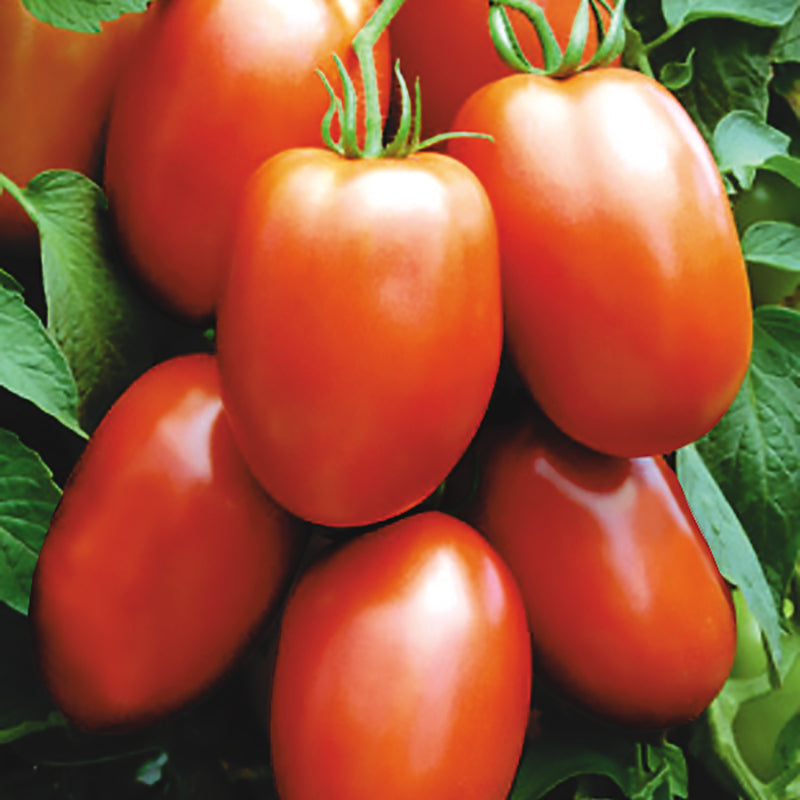 Picus Tomato Seeds – Pelleted for Precision | Stokes Seeds – Stokes ...