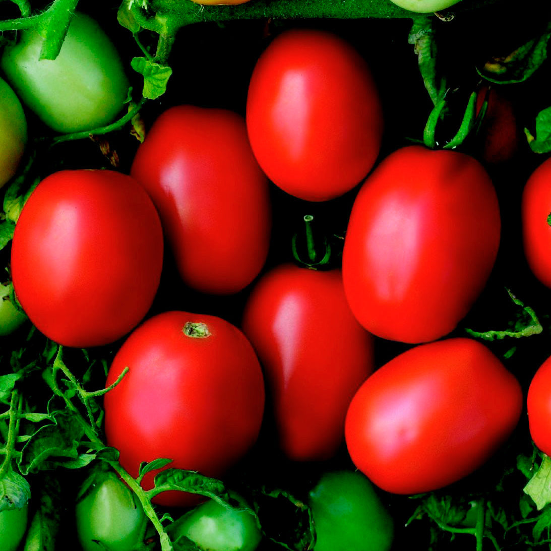Pony Express Tomato Seeds – Pelleted for Precision | Stokes Seeds ...