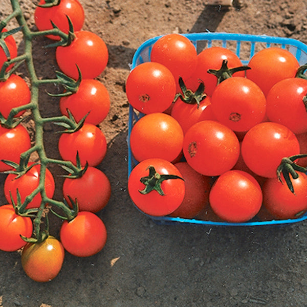 Sweet Orange TMV F Tomato Seeds – High Performance Hybrid | Stokes ...