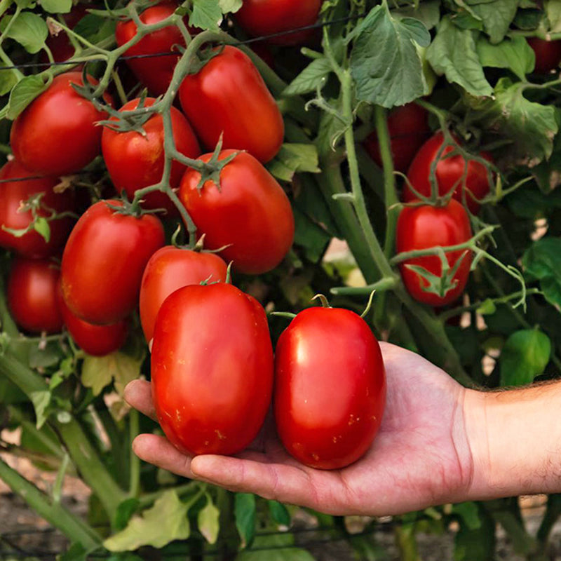 Atrevido Tomato Seeds – High Performance Hybrid | Stokes Seeds – Stokes ...
